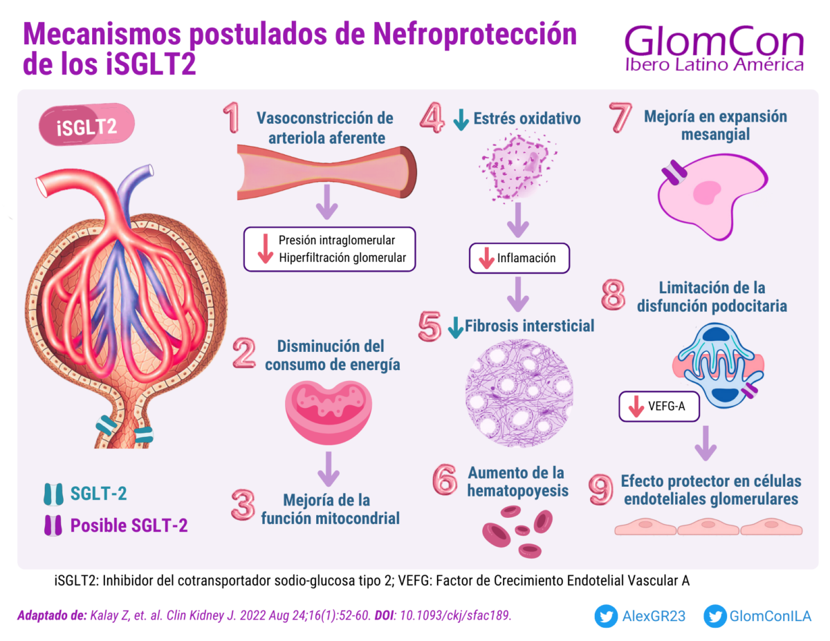 Inhibidores De Sglt 2 En La Enfermedad Glomerular Ibero Latino América