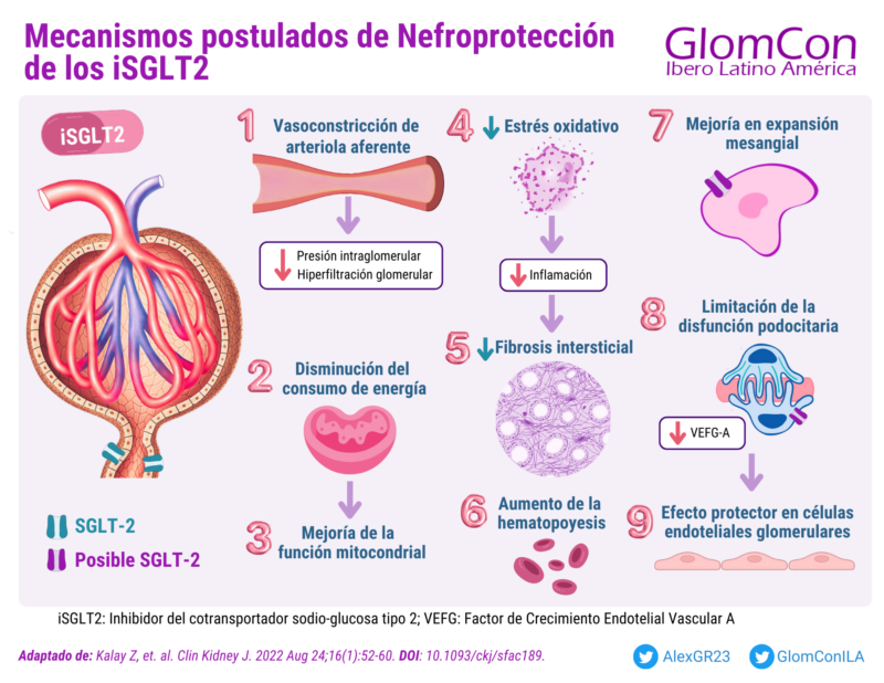 Inhibidores de SGLT-2 en la Enfermedad Glomerular – Ibero-Latino América